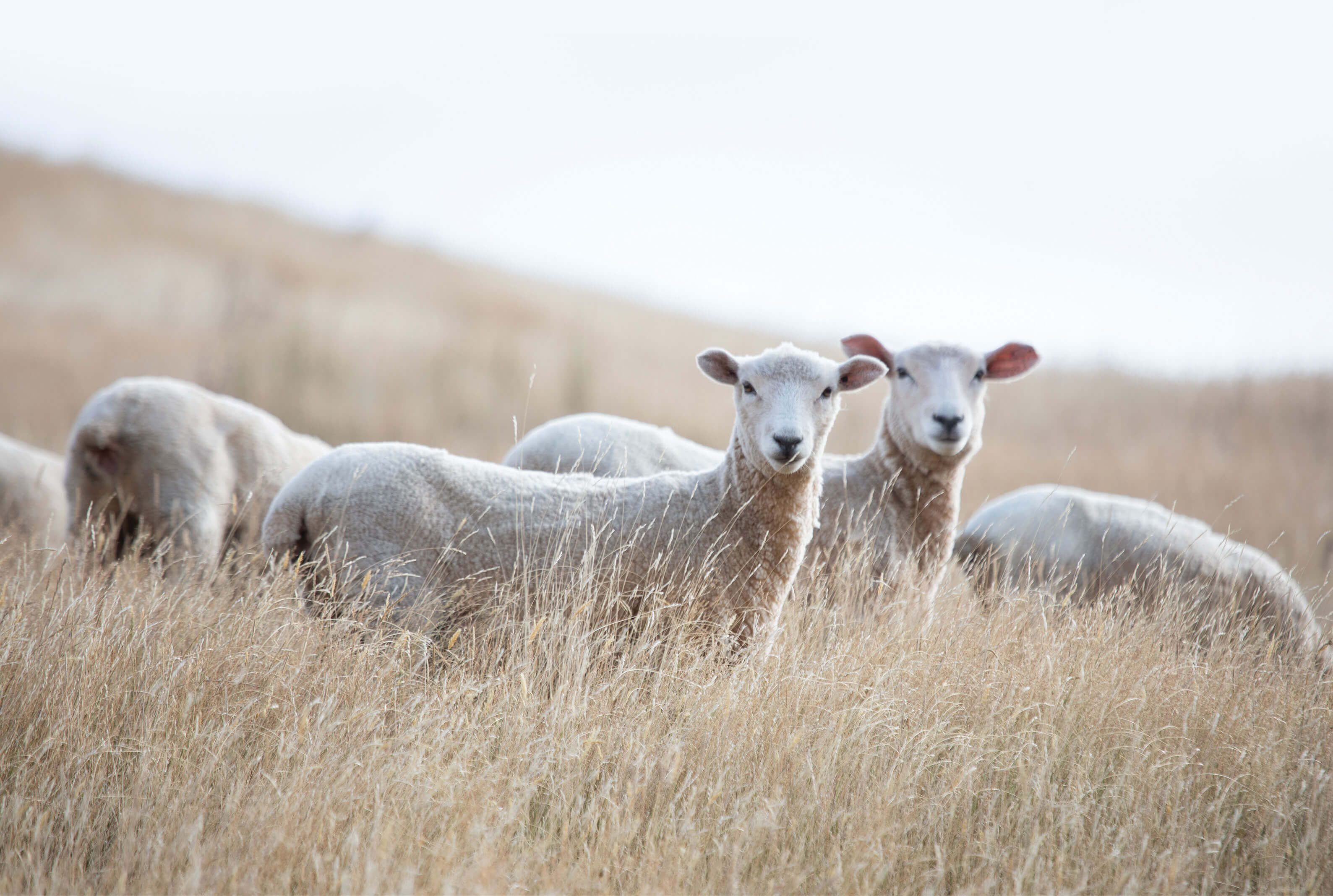 MATRIX Hi-Mineral - Parasite Control | Future Producers