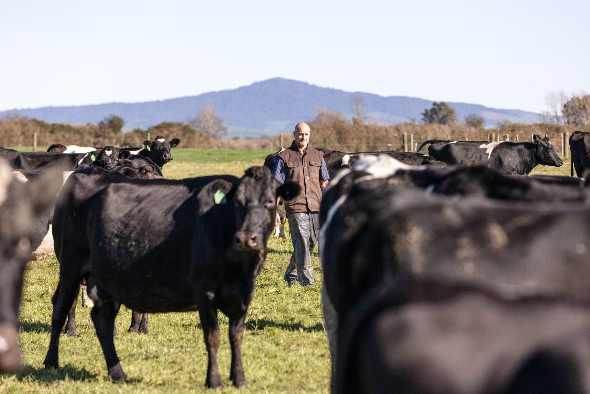 MATRIX C Hi-Mineral Low Dose Oral Drench | Future Producers