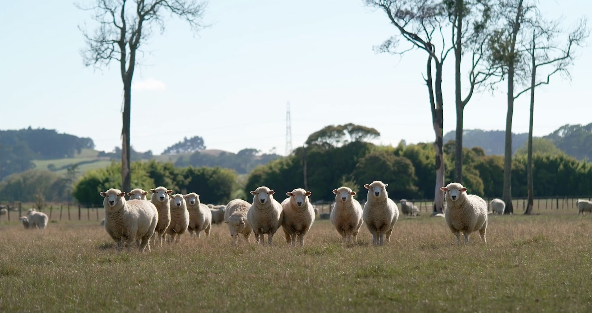MATRIX Hi-Mineral - Parasite Control | Future Producers